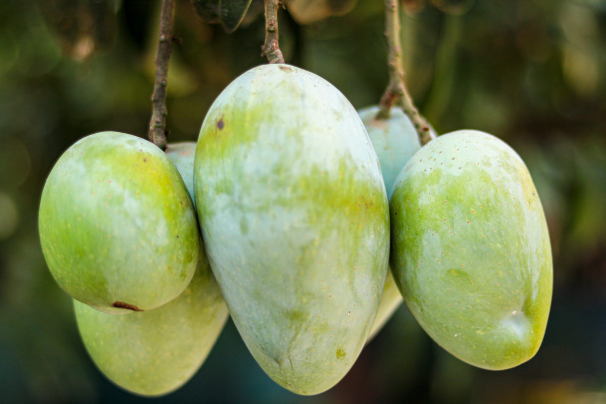 Himsagar Mangoes – Cook a Story